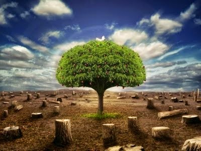 Destrucción de los bosques y selvas tropicales